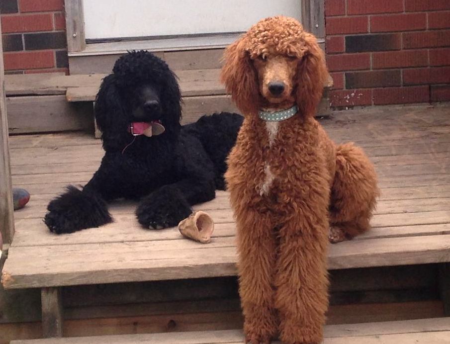 Family`s Standard Poodles | Standard Poodle Puppies for sale - Ontario