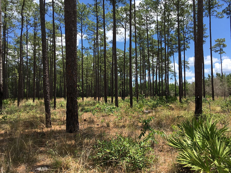 Plant-Soil Interactions | Catherine Fahey
