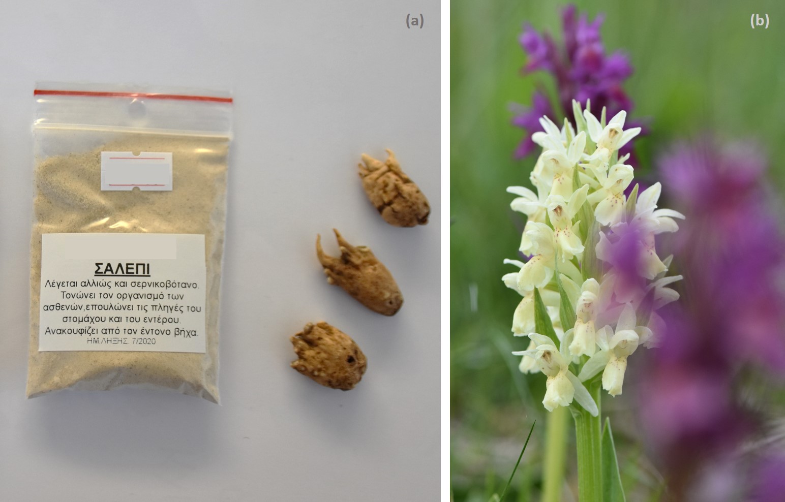 The tradition of salep orchids' harvesting in NW Greece and its effects ...