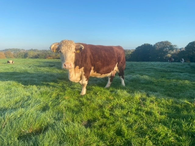 CATTLE FOR SALE | Traditional Hereford Breeders' Club