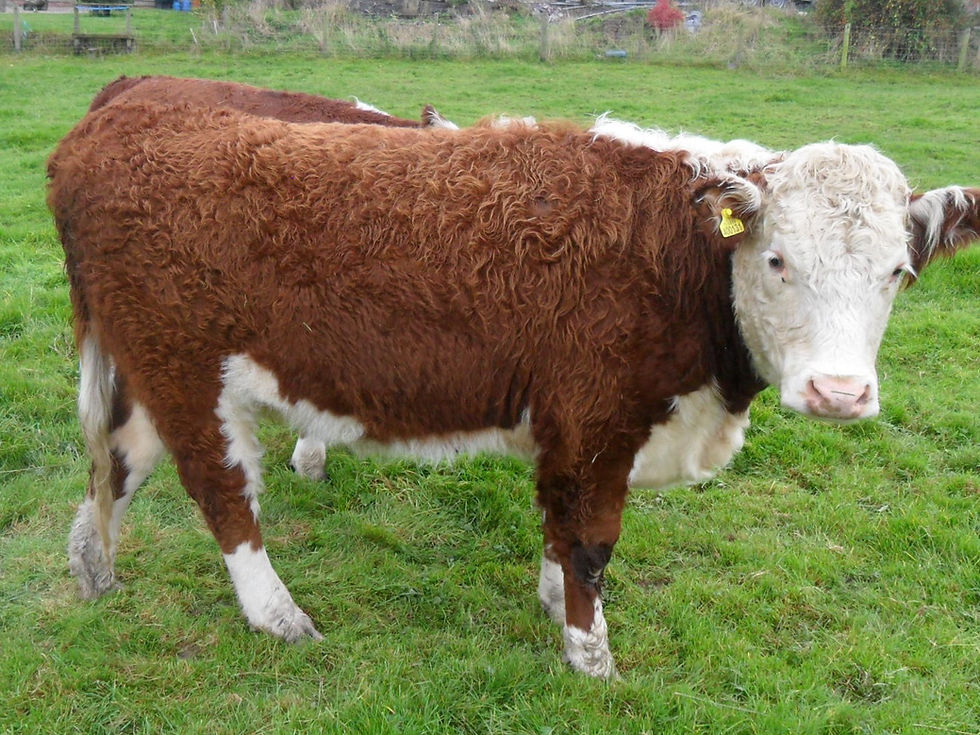 CATTLE FOR SALE | Traditional Hereford Breeders' Club