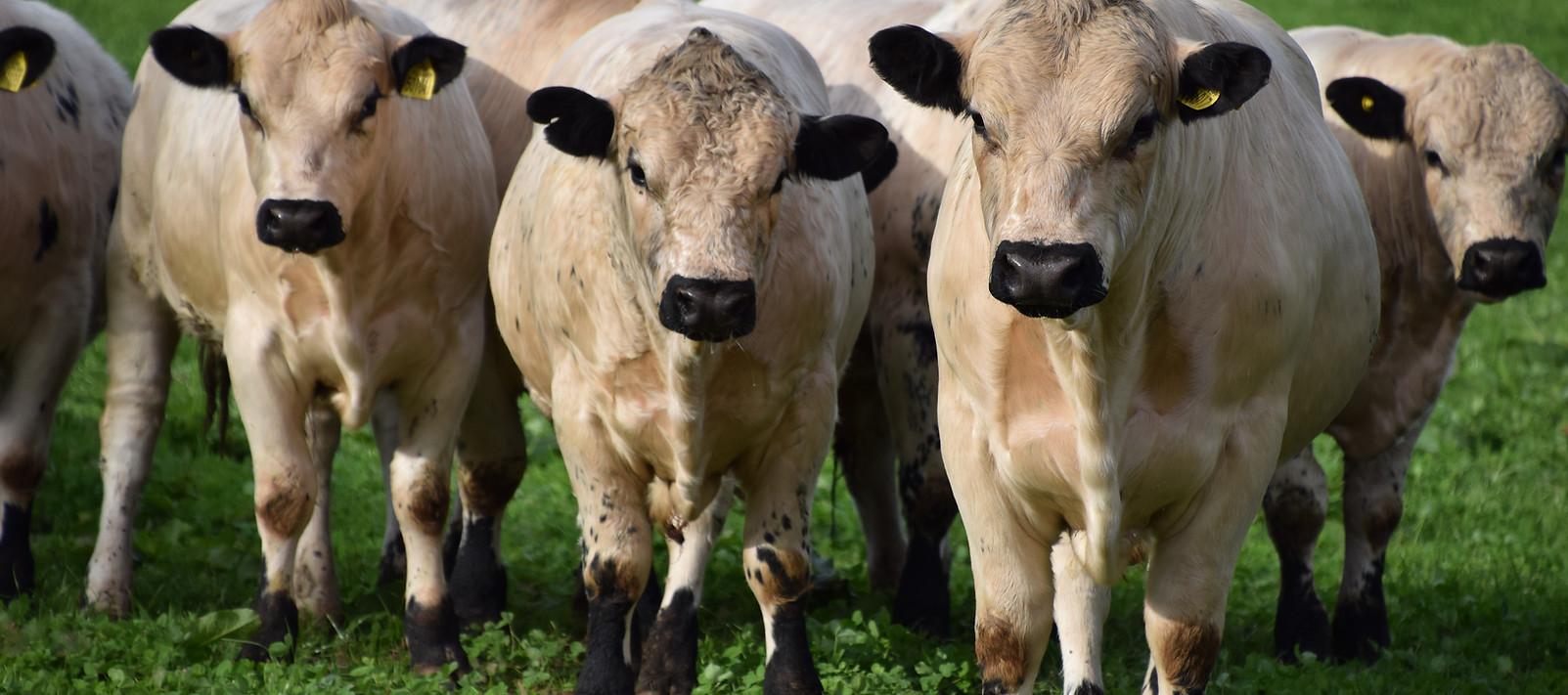 PROFIT FROM BRITISH WHITE | British White Cattle Society | United Kingdom