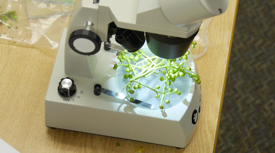 Microscope | STEMTaught Expanded