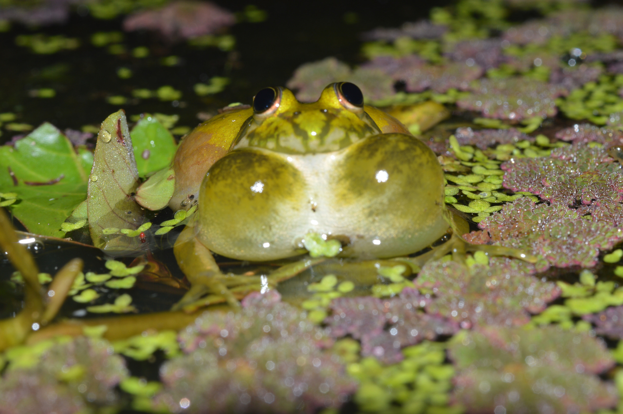 Pseudis minuta | COANA