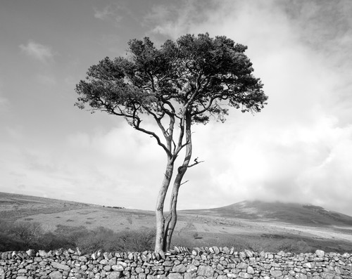 Stone Wall | Oriel Ty Meirion