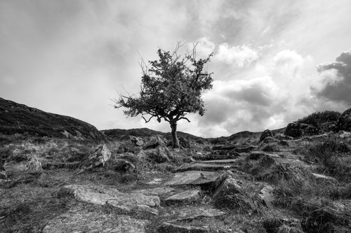 Hawthorn tree on Roman Steps | Oriel Ty Meirion