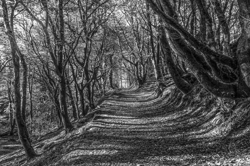 Walking through the ancient woodland of Coed Cors-y-gedol | Oriel Ty ...