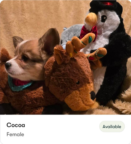 Cocoa | The Clever Corgi