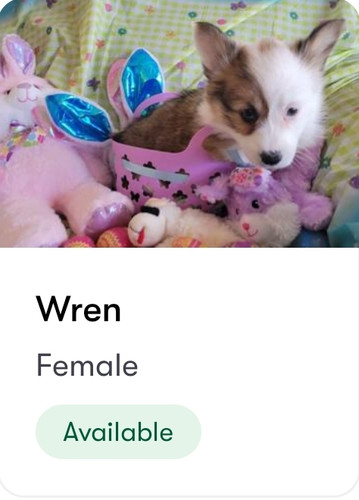Wren Female 3 Izzy/Hopper Litter | The Clever Corgi
