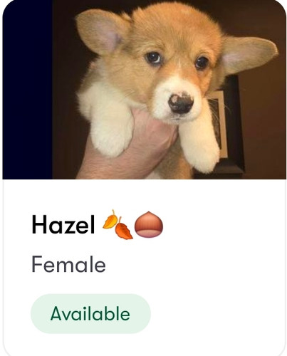 Hazel | The Clever Corgi