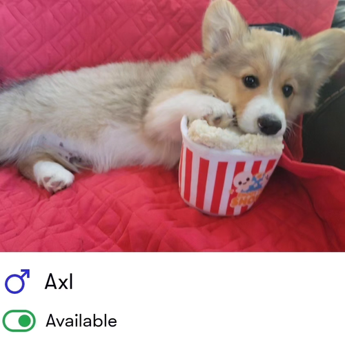 AXL Hopper/Cricket Pup | The Clever Corgi