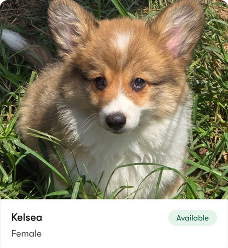 Kelsea | The Clever Corgi