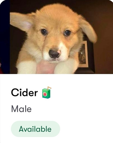 Cider | The Clever Corgi