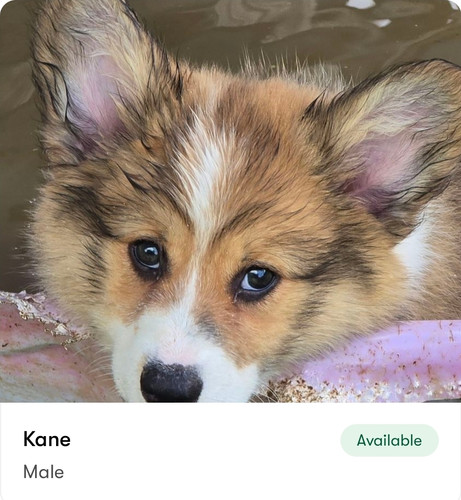 Kane | The Clever Corgi