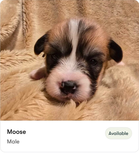 Moose | The Clever Corgi
