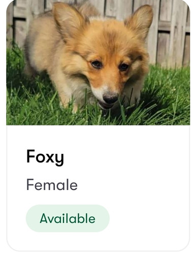 Foxy Female 4 Izzy/Hopper Litter | The Clever Corgi
