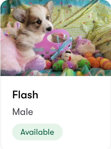 Flash Male Hopper/Cricket Pup | The Clever Corgi