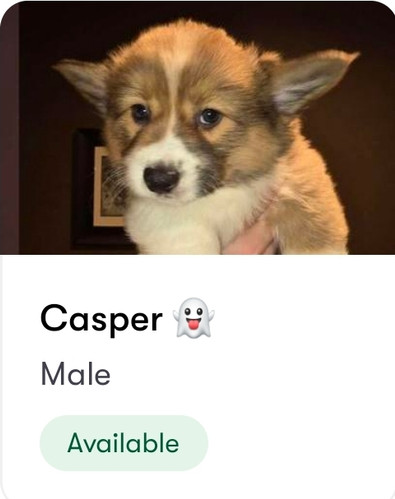 Casper | The Clever Corgi
