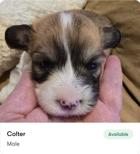 Colter | The Clever Corgi