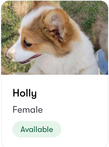 Holly Female 1 Hopper/Cricket Pup | The Clever Corgi