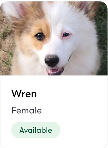 Wren Female 3 Izzy/Hopper Litter | The Clever Corgi