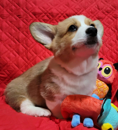 Waylon Junebug/Hopper | The Clever Corgi