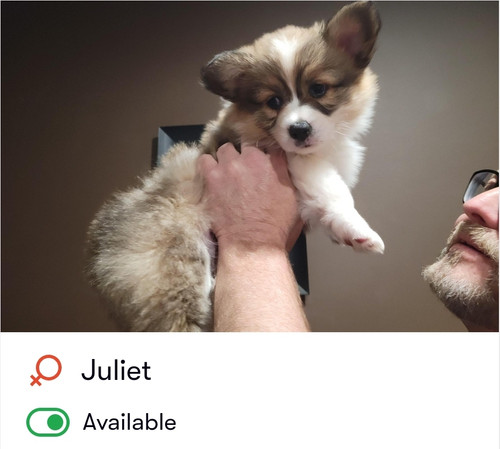 Juliet | The Clever Corgi