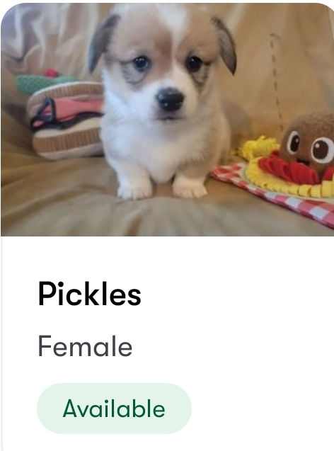 Shop | The Clever Corgi