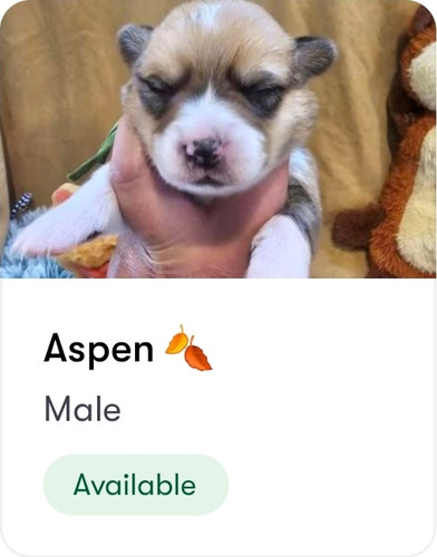 Aspen | The Clever Corgi