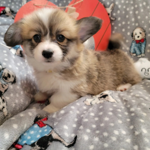 Stevie Hopper/Cricket Pup | The Clever Corgi