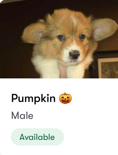 Pumpkin | The Clever Corgi