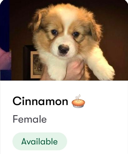 Cinnamon | The Clever Corgi