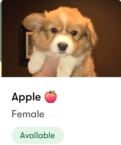 Apple | The Clever Corgi