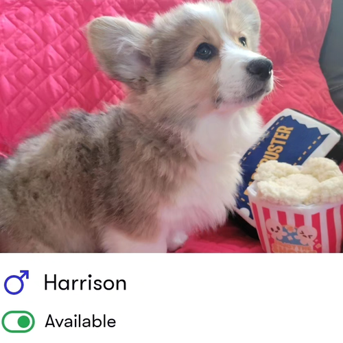 Harrison Hopper/Cricket Pup | The Clever Corgi