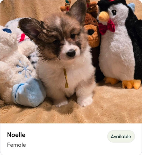Noelle | The Clever Corgi