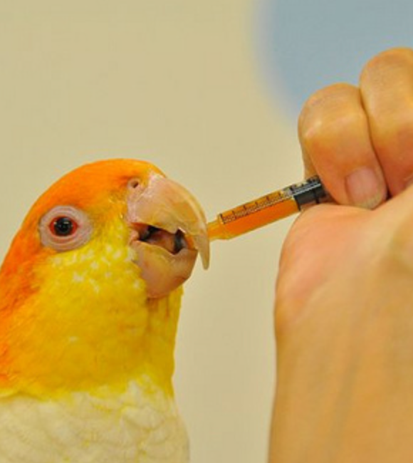 Medicating your bird ... it's an art!