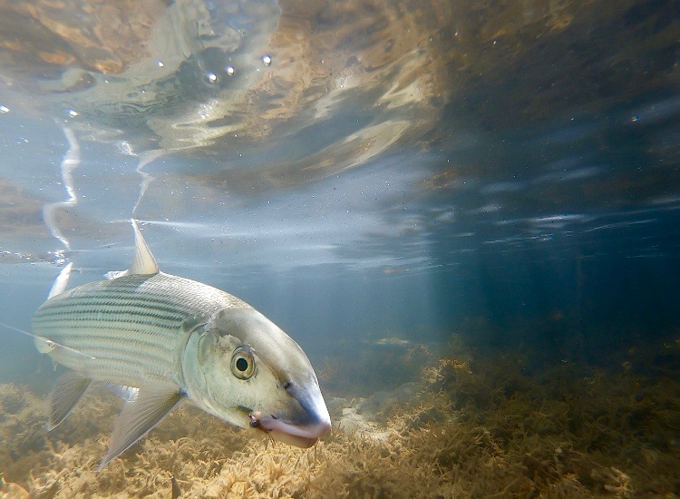 Home | Aloha Fishing Hawaii