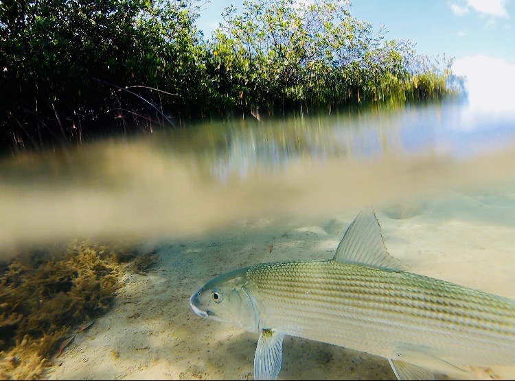 Home | Aloha Fishing Hawaii