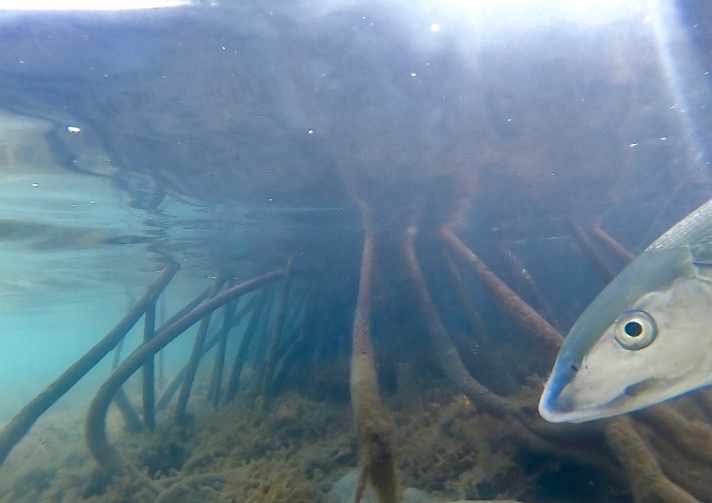 Home | Aloha Fishing Hawaii