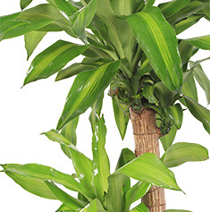 MAIZ FRANCES | Vivero San Andrés