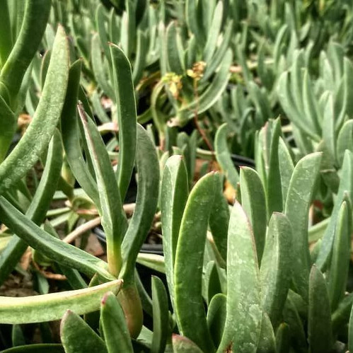 DEDO MORO | Vivero San Andrés