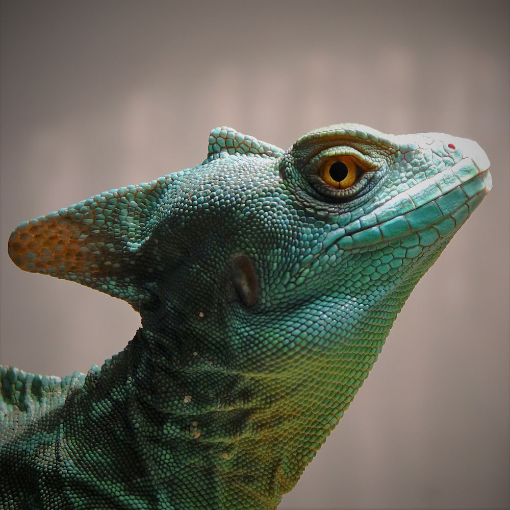 Basilisks - unique, fascinating and extremely showy lizards