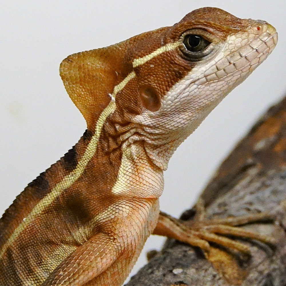 Basilisks - unique, fascinating and extremely showy lizards
