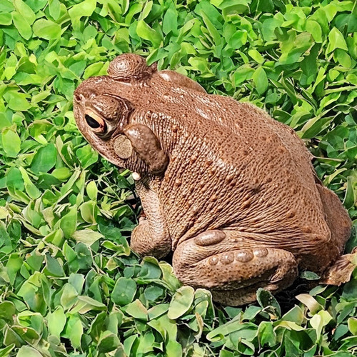 Toad - Colorado River (Bufo alvarius) | Massasauga Imports