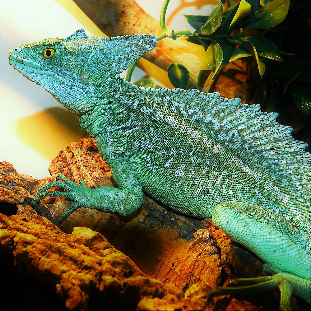 blue basilisk lizard