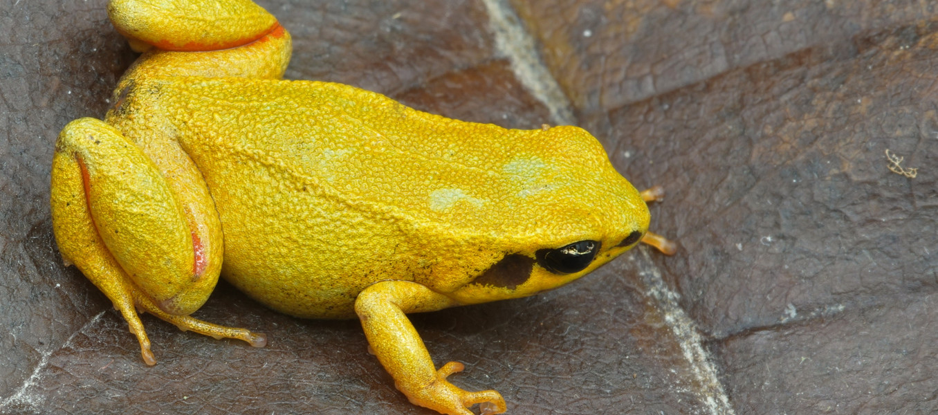 Massasauga Imports - Your Source for Reptiles, Amphibians & Feeders ...