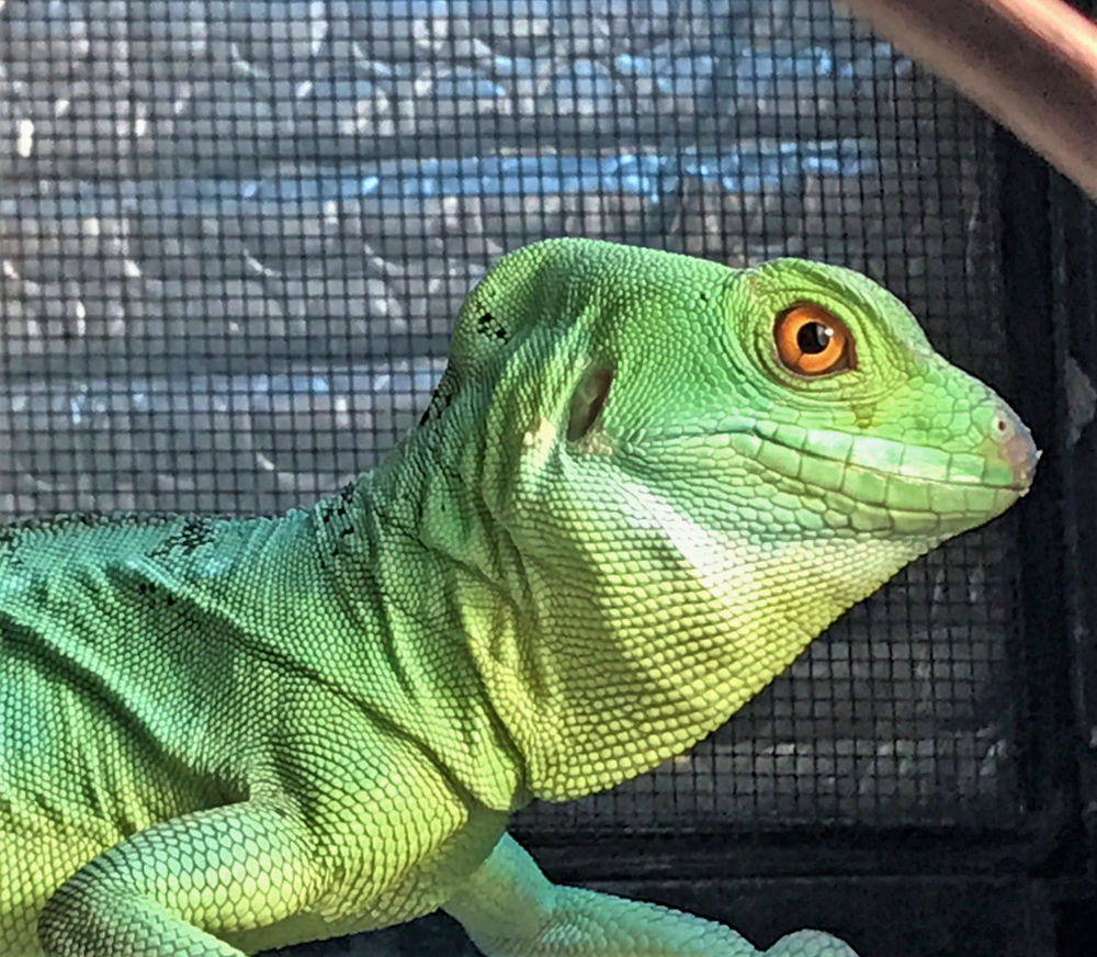 Basilisks - unique, fascinating and extremely showy lizards