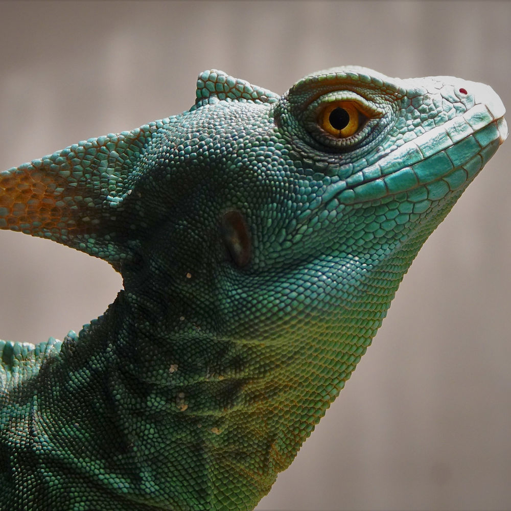 Basilisks - unique, fascinating and extremely showy lizards