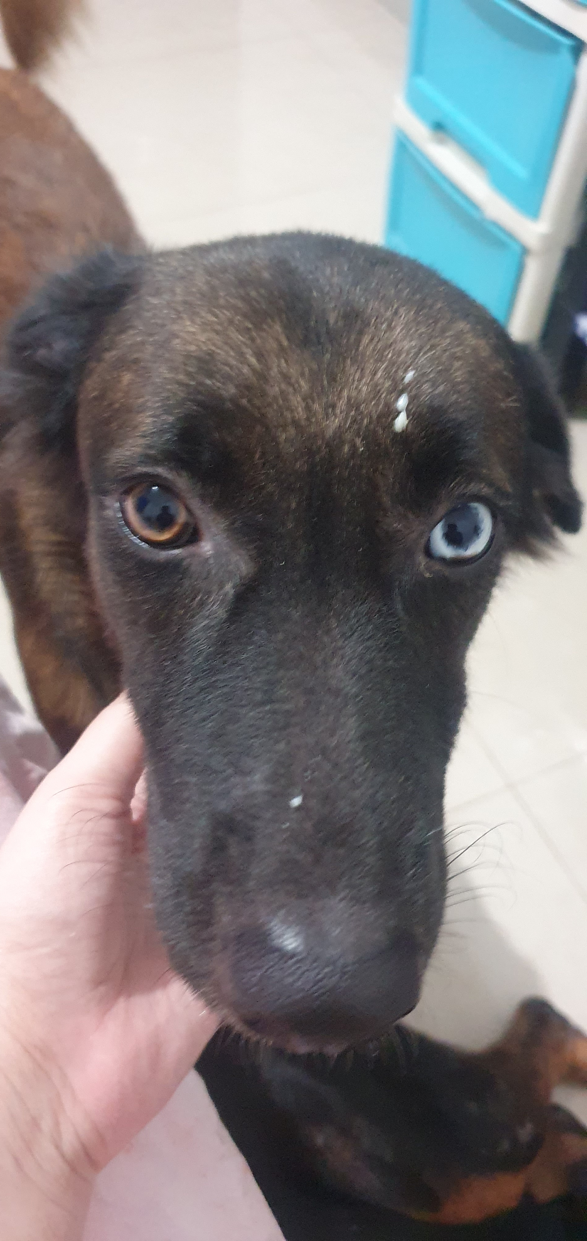 Adopta a Simba | Perro en adopción en Panamá | Adopta Hoy