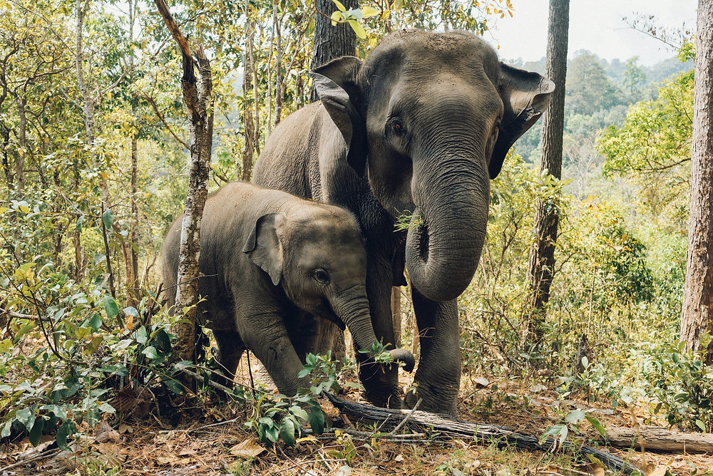 Elephants & Ethics: Meeting & Protecting Pachyderms